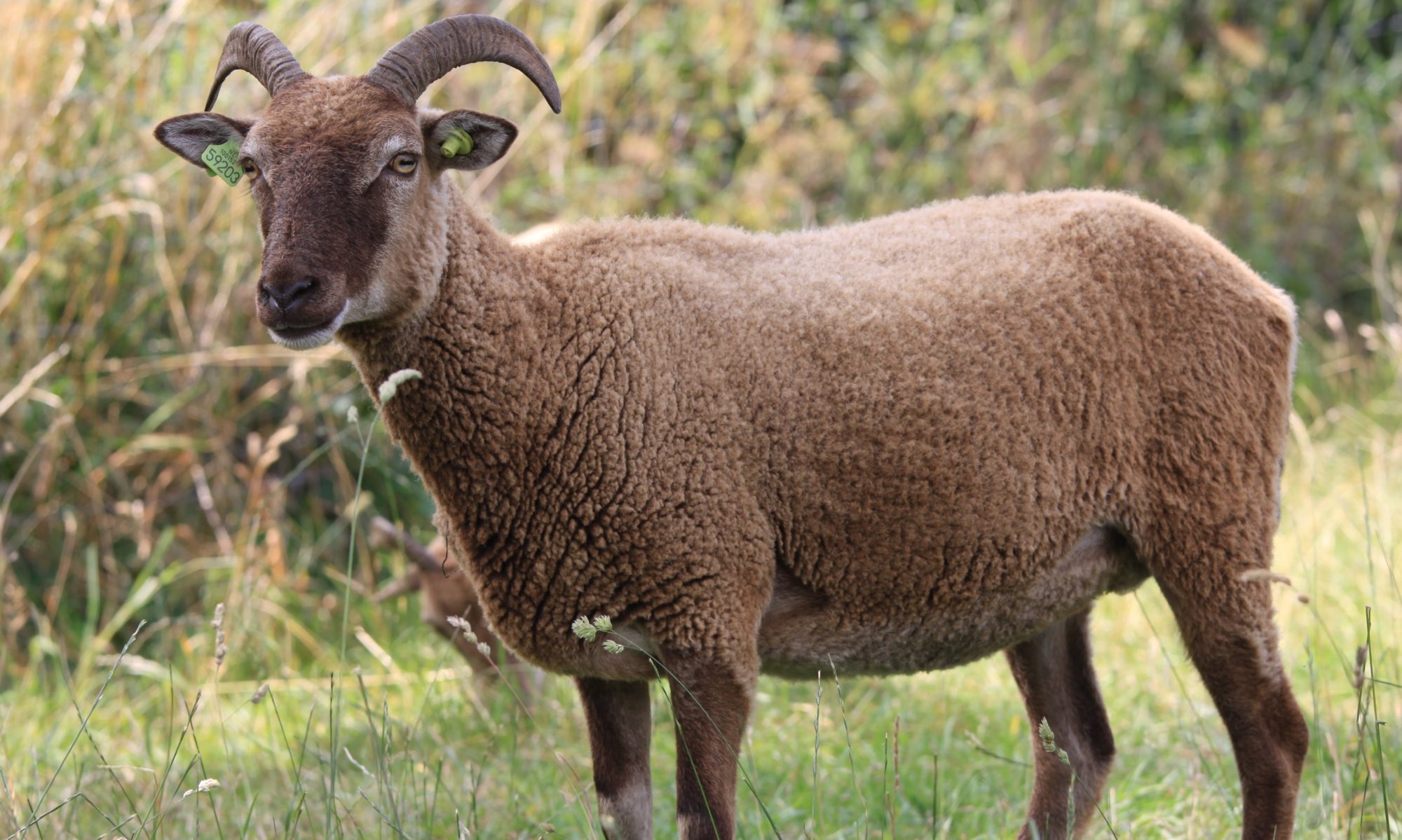 Het Castlemilk Moorit schaap – Het Castlemilk Moorit schaap